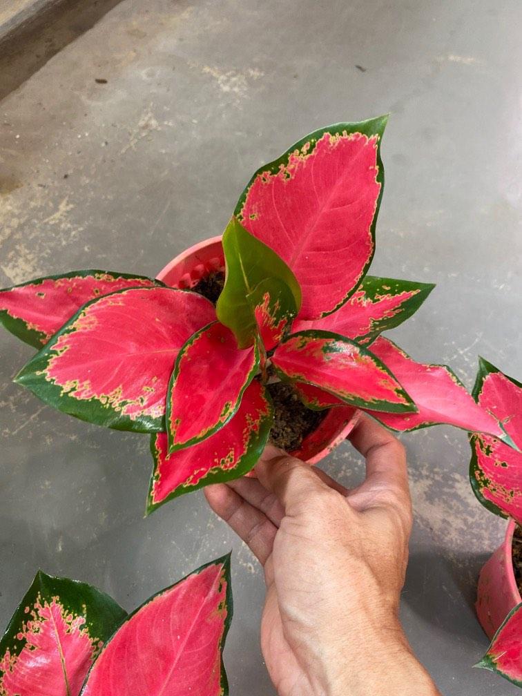 Aglaonema Red Master . $9 each, Furniture & Home Living, Gardening ...