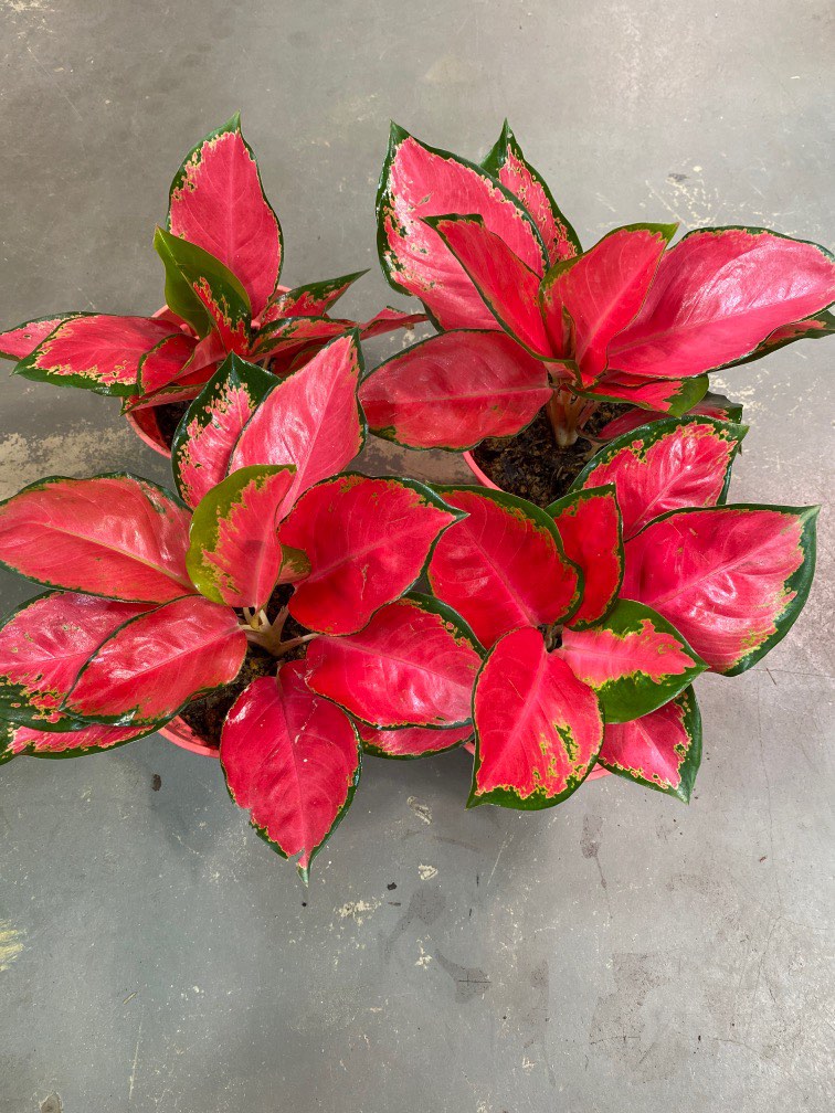 Aglaonema Red Master . $9 each, Furniture & Home Living, Gardening ...
