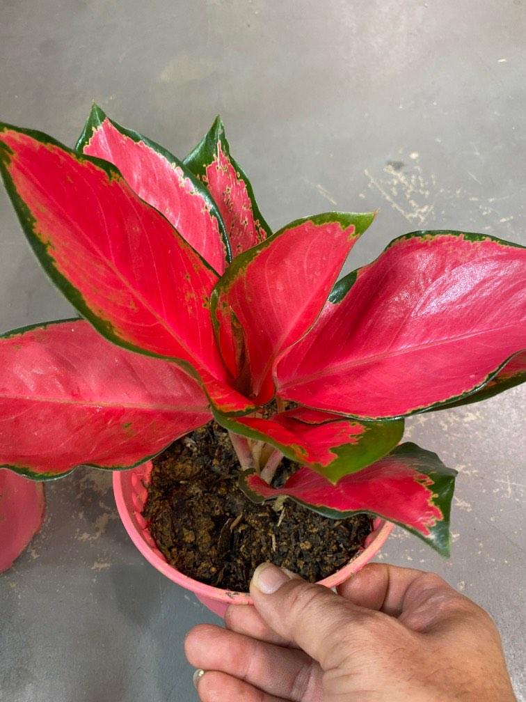 Aglaonema Red Master . $9 each, Furniture & Home Living, Gardening ...