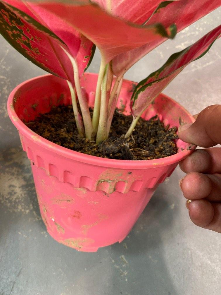 Aglaonema Red Master . $9 each, Furniture & Home Living, Gardening ...