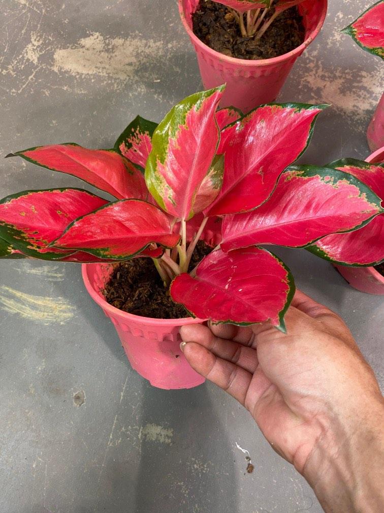 Aglaonema Red Master . $9 each, Furniture & Home Living, Gardening ...