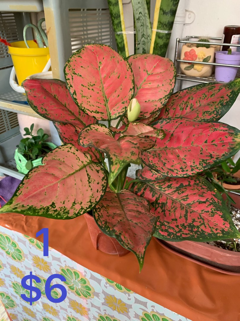 Assorted plants, Furniture & Home Living, Gardening, Plants & Seeds on ...