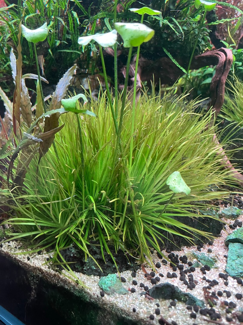 Blyxa Japonica Aquatic Plant, Furniture & Home Living, Gardening ...