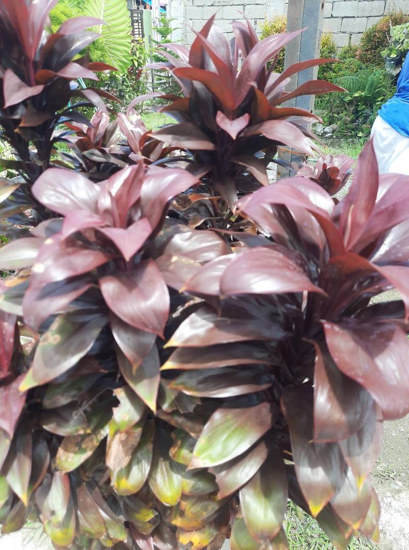 Cordyline "Purple compacta", Furniture & Home Living, Gardening, Plants ...