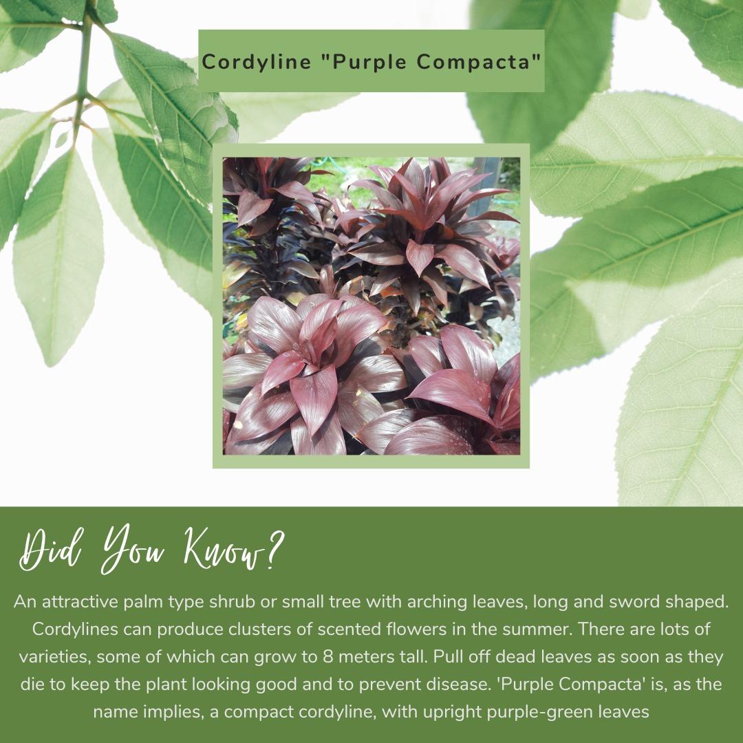 Cordyline "Purple compacta", Furniture & Home Living, Gardening, Plants ...