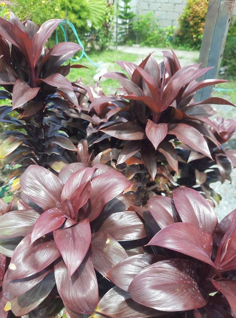Cordyline "Purple compacta", Furniture & Home Living, Gardening, Plants ...