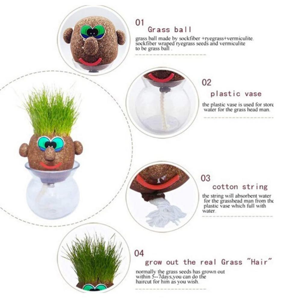 DIY Growing Grass Head (Great Educational Kids Activities, Desk Plant ...