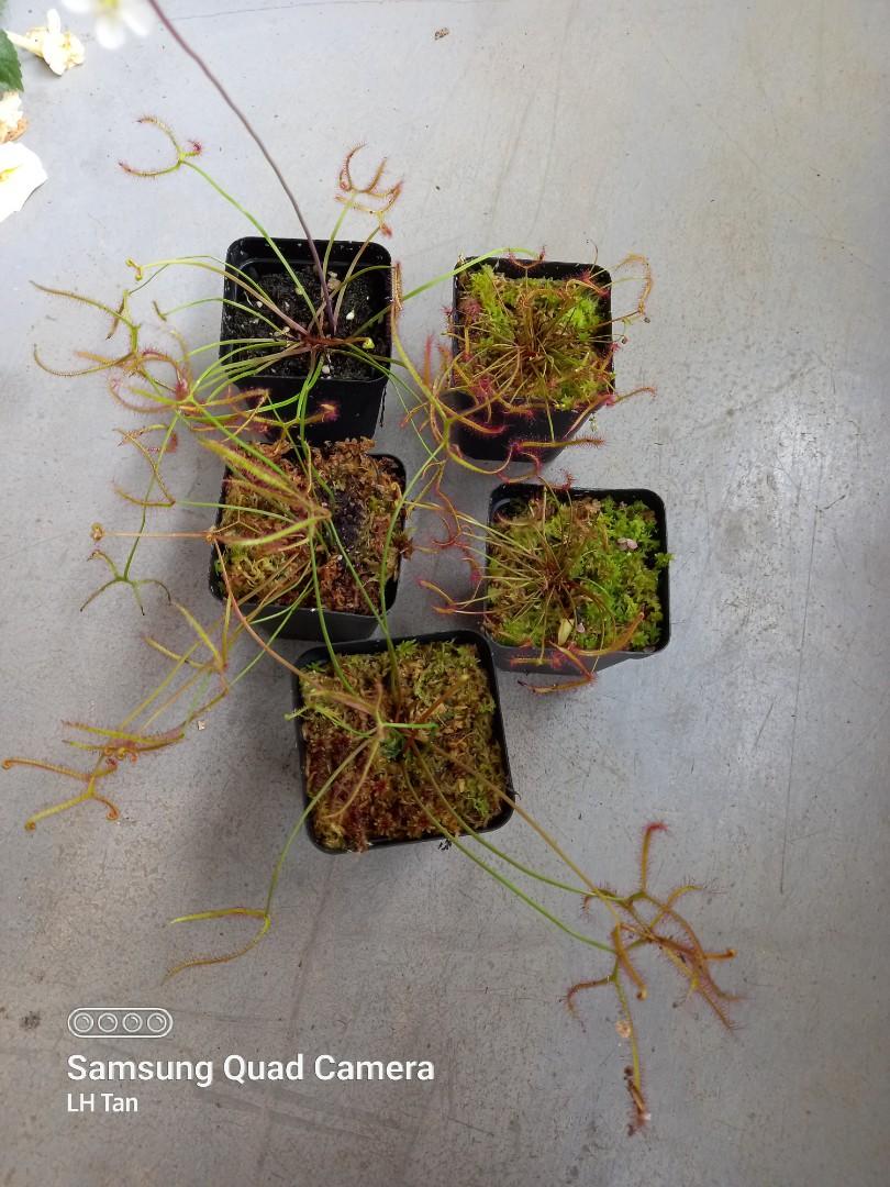 Insect eating plant drosera binata sundew, Furniture & Home Living ...