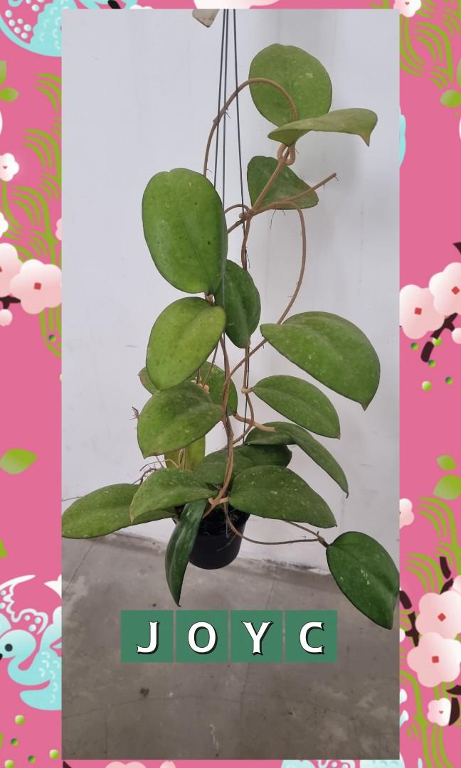 Must buy.... Hoya cv Joy, Furniture & Home Living, Gardening, Plants ...