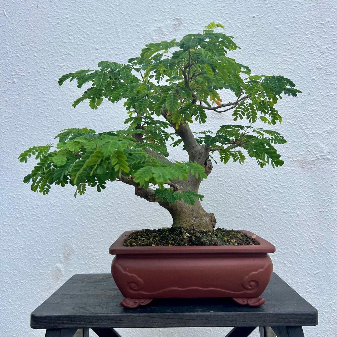 Brazilian Raintree / Rain tree Bonsai, Furniture & Home Living ...