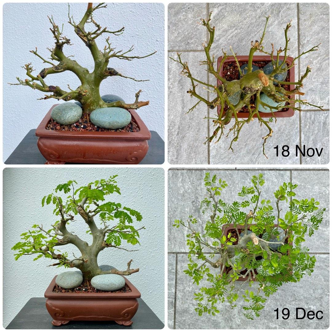 Brazilian Raintree / Rain tree Bonsai, Furniture & Home Living ...
