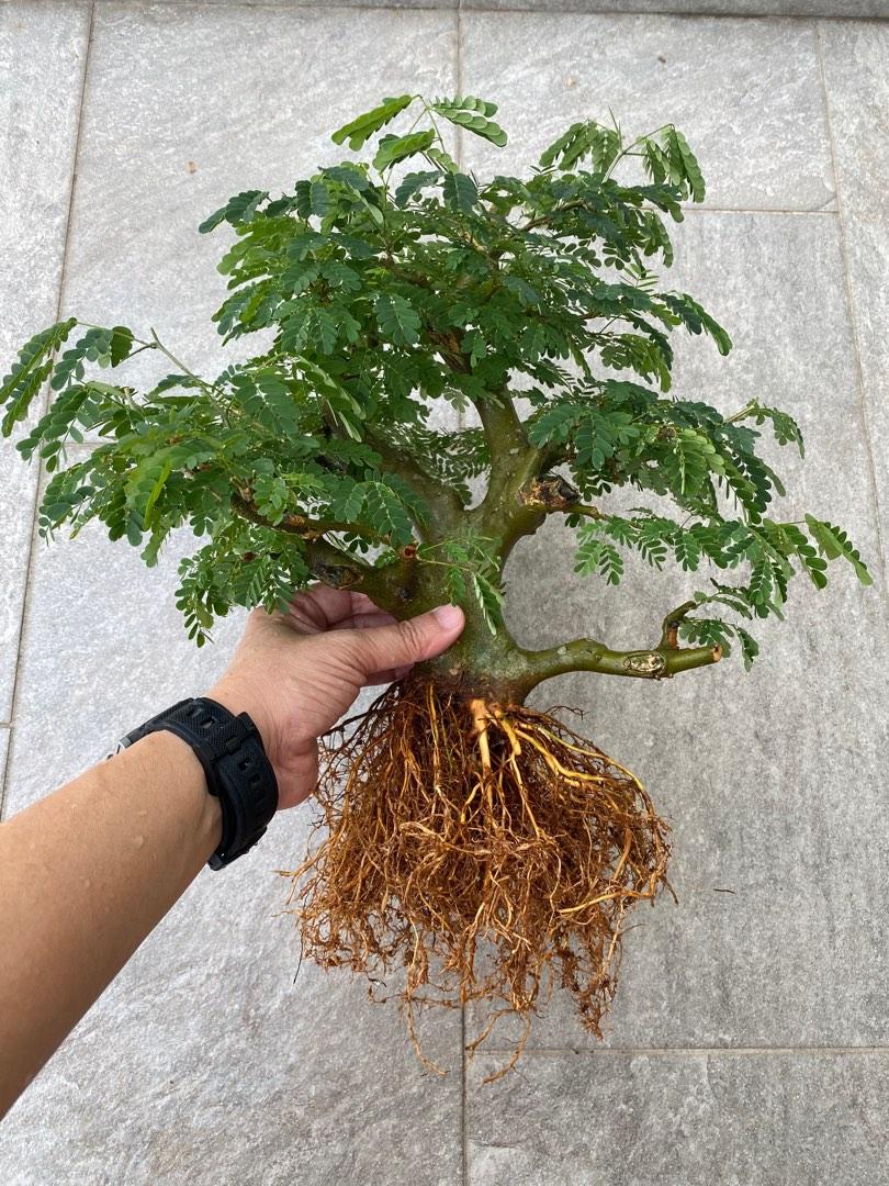 Brazilian Raintree / Rain tree Bonsai, Furniture & Home Living ...