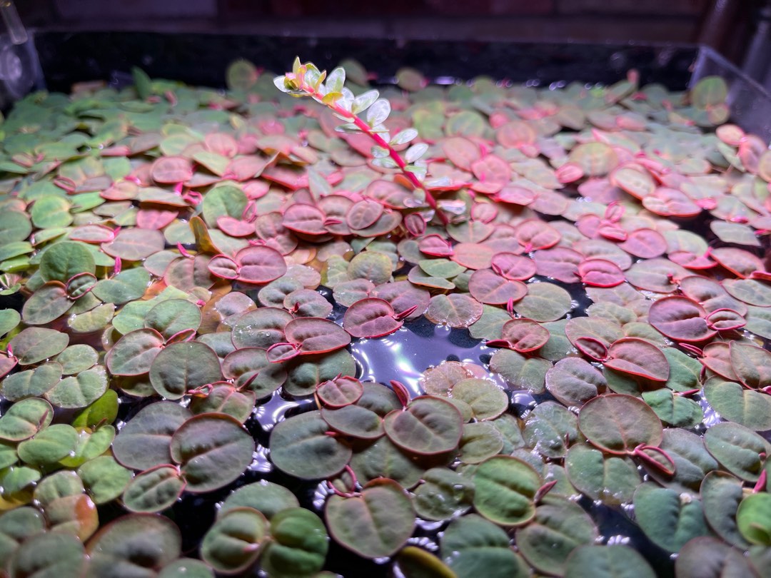 Red Root Floaters, Furniture & Home Living, Gardening, Plants & Seeds ...