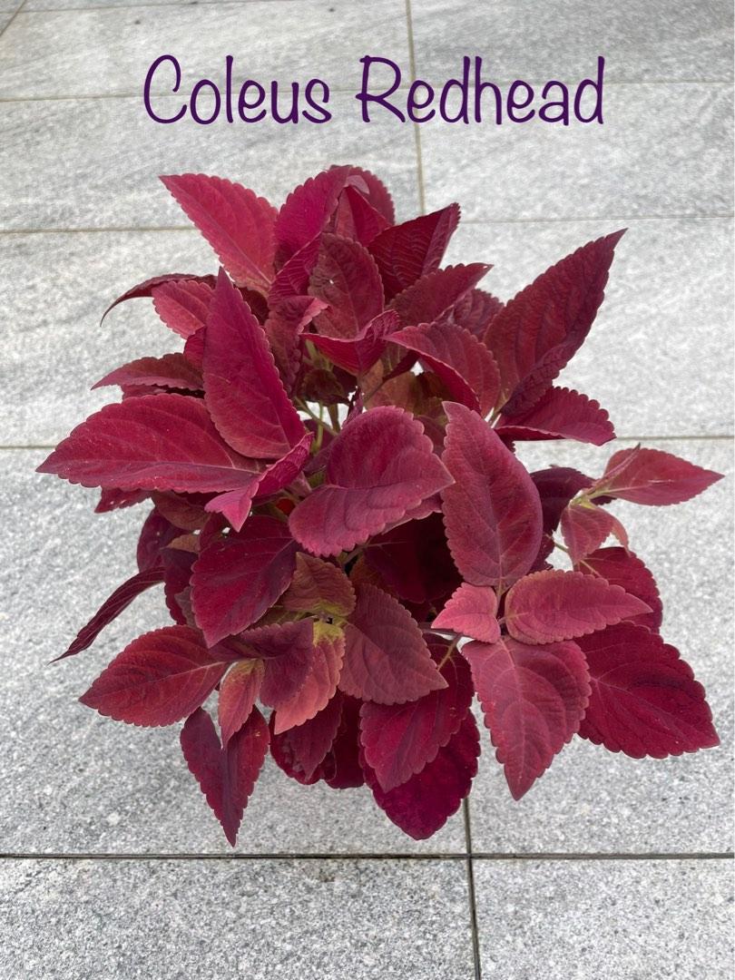 Redhead Coleus - a Ball FloraPlant Collection! ️, Furniture & Home ...