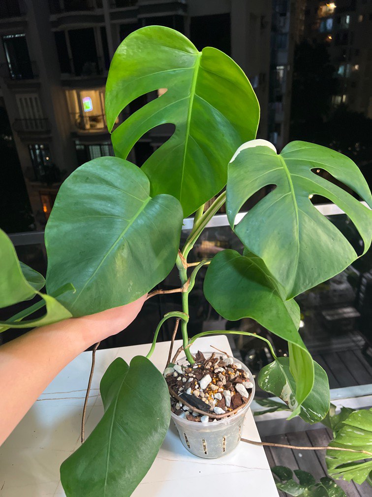 Reverted Monstera Albo, Furniture & Home Living, Gardening, Plants ...