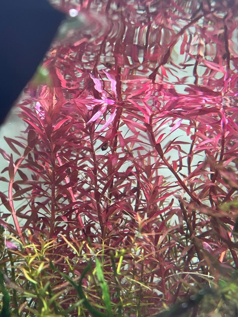 Rotala blood red, Furniture & Home Living, Gardening, Plants & Seeds on ...