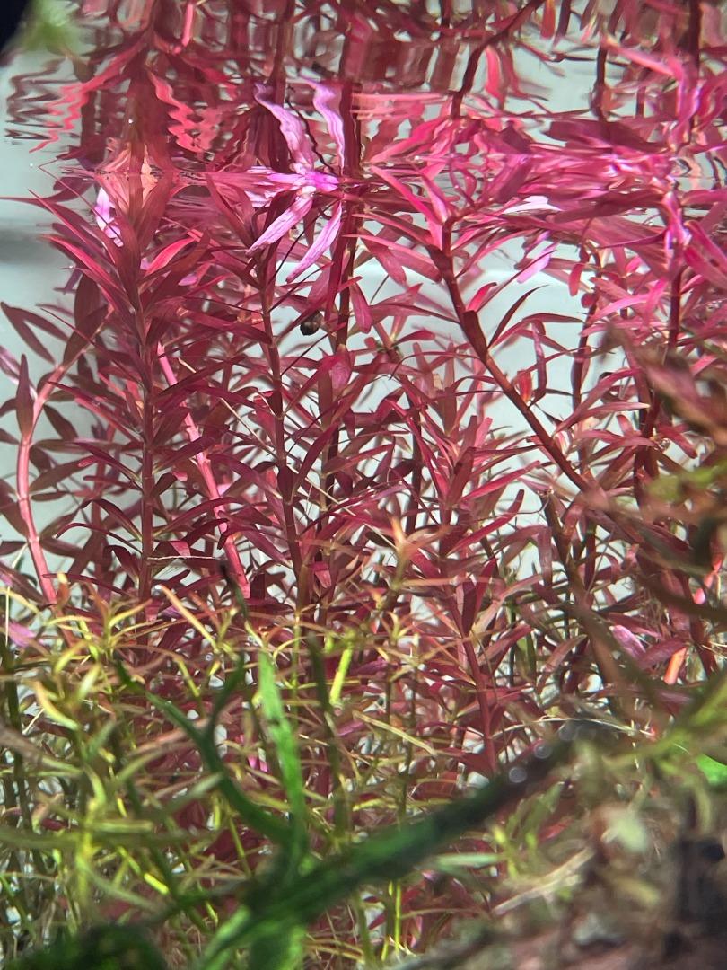 Rotala blood red, Furniture & Home Living, Gardening, Plants & Seeds on ...