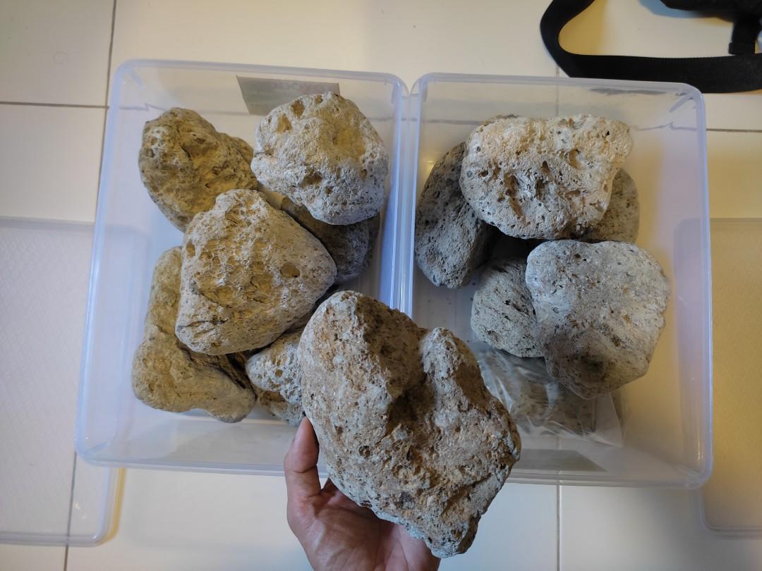 scaping pumice rocks terrarium vivarium moss bucep paludarium ...