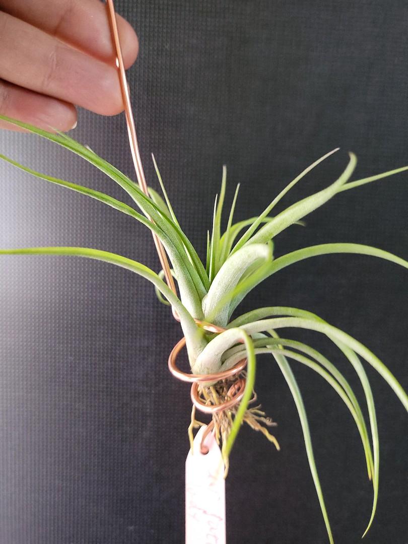 Airplant our Fatima lady (T.brachycaulos x T.fasciculata) Tillandsia ...