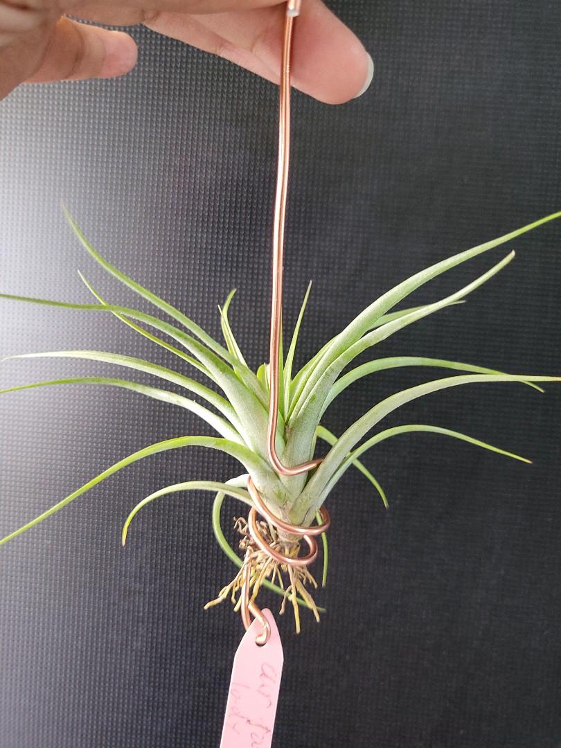 Airplant our Fatima lady (T.brachycaulos x T.fasciculata) Tillandsia ...