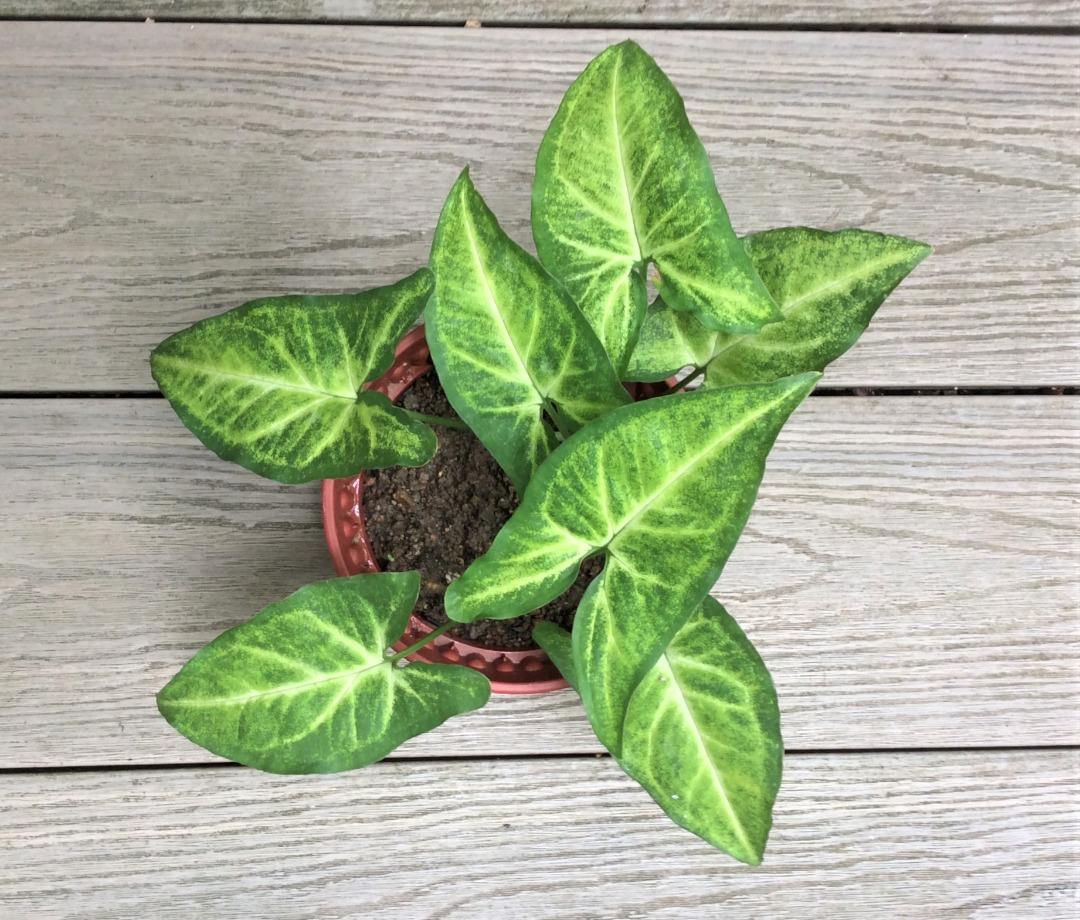 Arrowhead (Syngonium podophyllum) - Indoor Plant, Furniture & Home ...