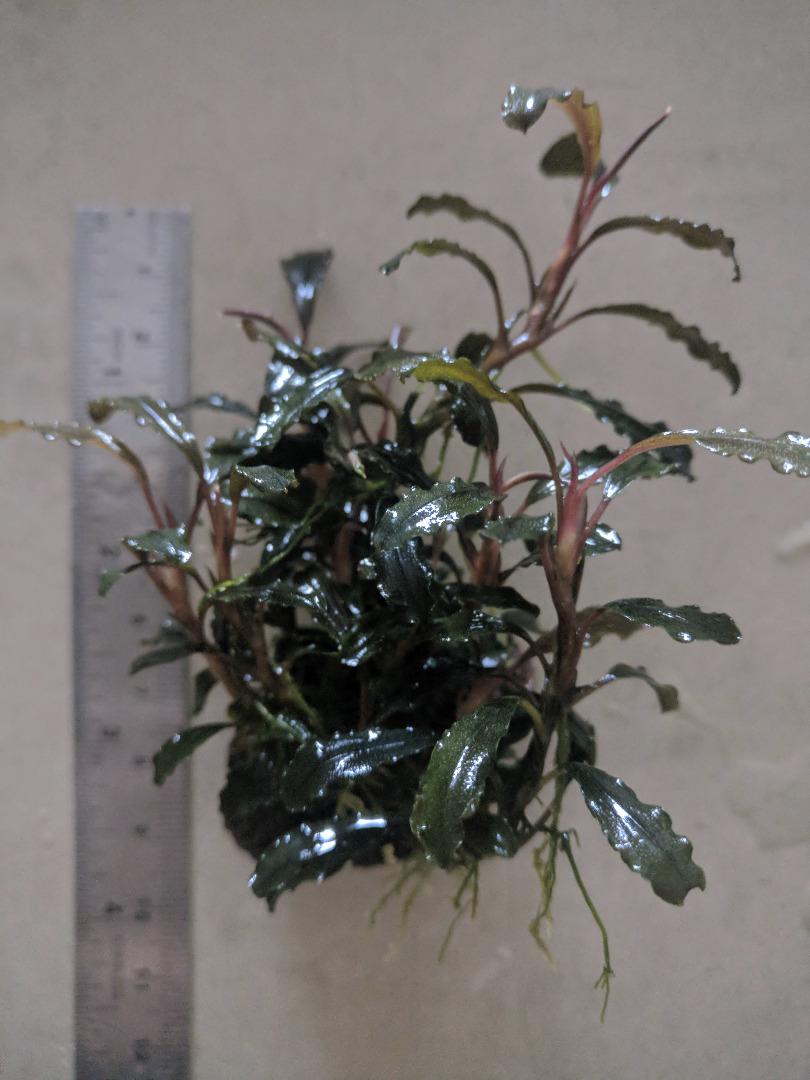 Bucephalandra 'Kedagang', Furniture & Home Living, Gardening, Plants & Seeds on Carousell