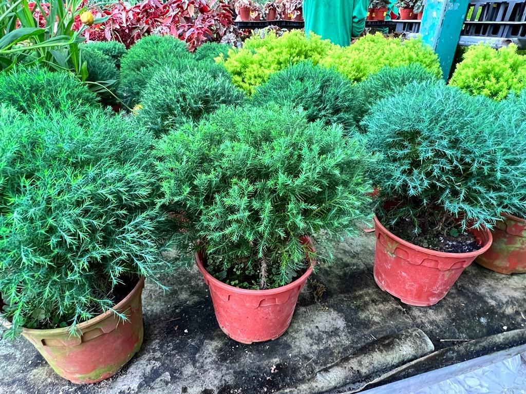 Coldcrest Circle (Height 0.2m), Furniture & Home Living, Gardening ...