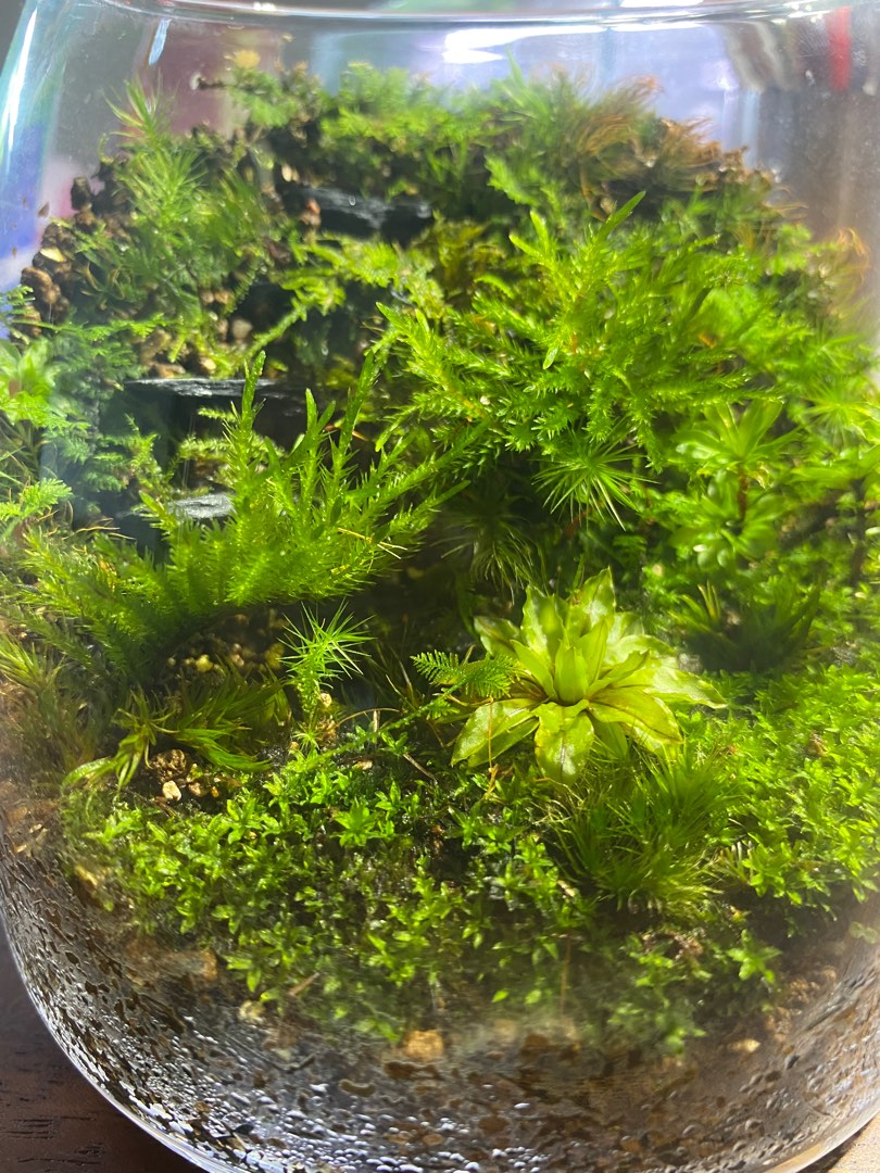 Live Moss Terrarium in a jar, Furniture & Home Living, Gardening ...