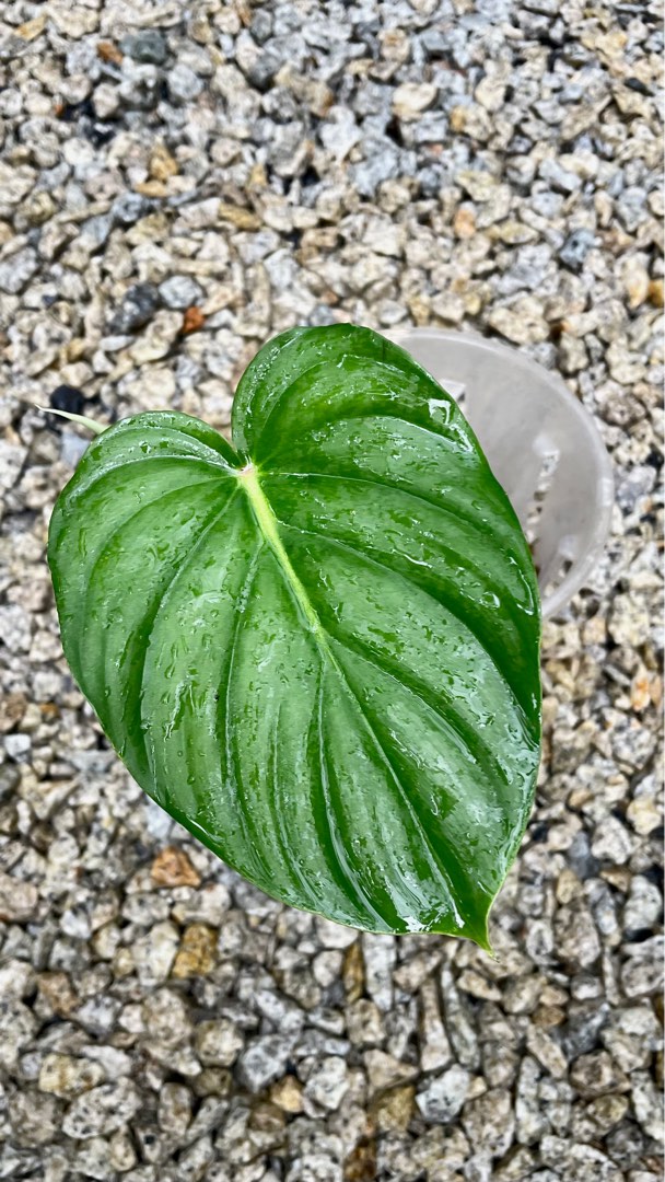 Philodendron Peltatum, Furniture & Home Living, Gardening, Plants ...