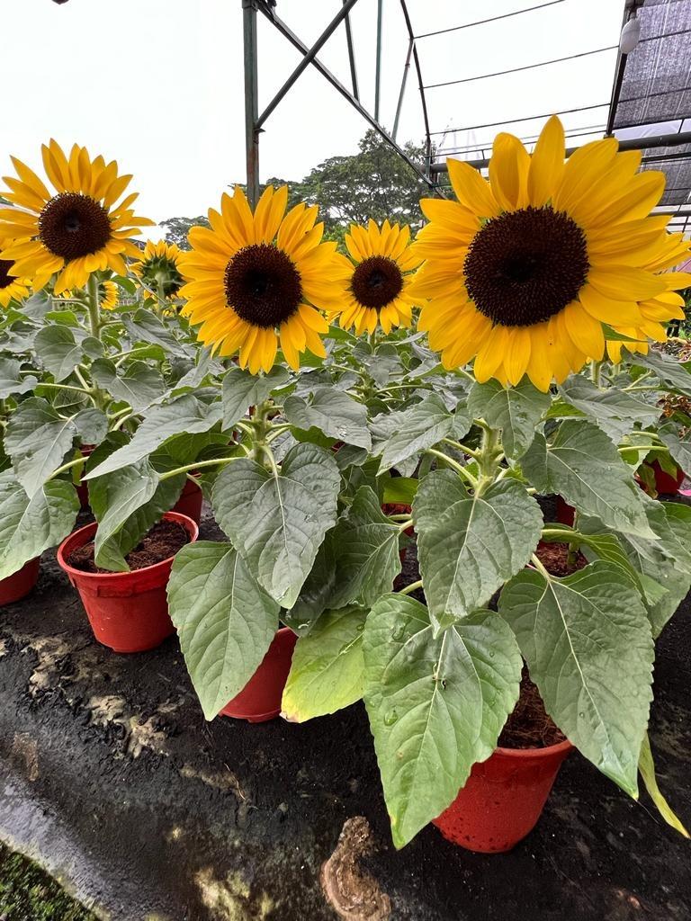Sunflower (Height 0.25m), Furniture & Home Living, Gardening, Plants ...