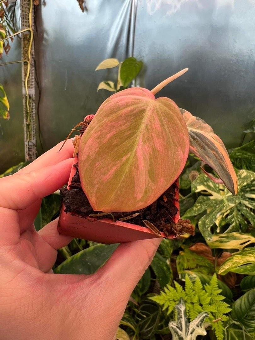 [SUPER RARE] Philodendron Mican Pink Variegated, Furniture & Home ...