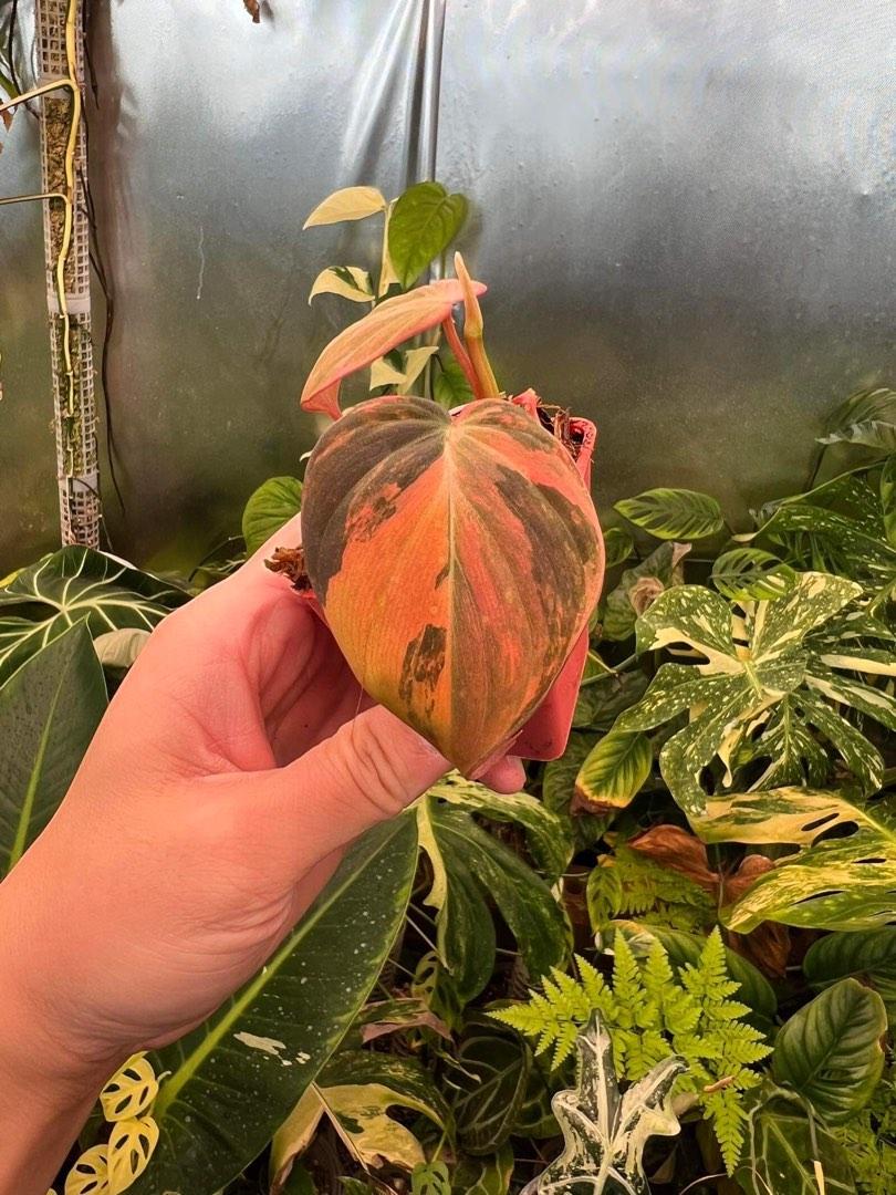 [SUPER RARE] Philodendron Mican Pink Variegated, Furniture & Home ...