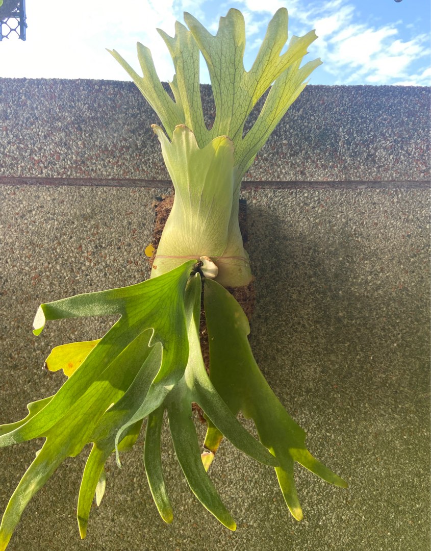 鹿角蕨爪哇-Tokla -上版水耕植物-療癒植物-文青植物、蕨類植物、雨林植物-IG網紅室內植物-天南星-觀葉, 香水、美妝、保養, 個人消毒 ...