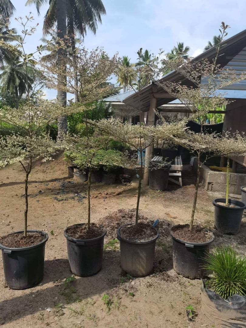 Variegated african talisay, Variegated African Talisay 6ft 3layers -14k ...