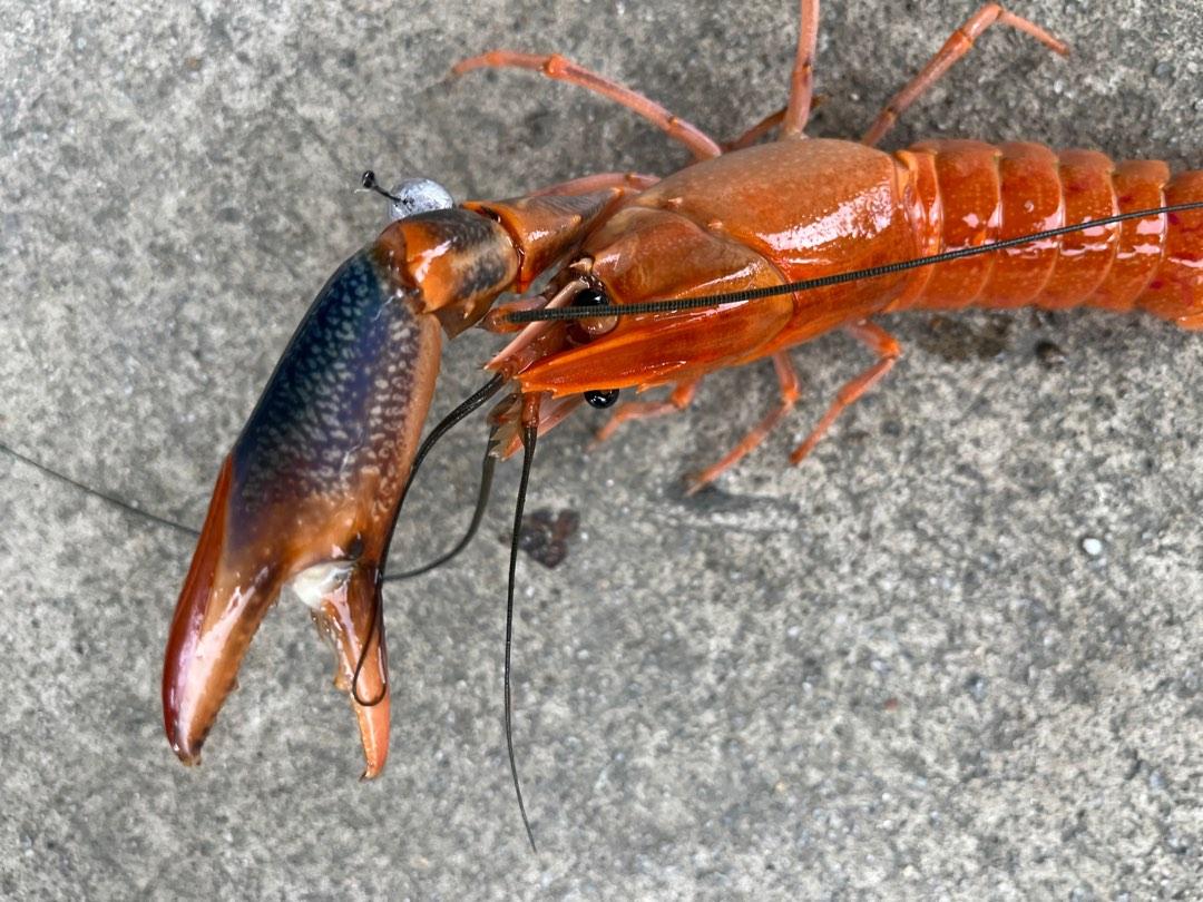 Heavyweight prawning hooks 5/10/20pcs (modding service) [FOR SALTWATER ...