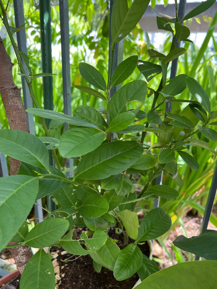 Lemon tree sapling for sale $5, Furniture & Home Living, Gardening ...