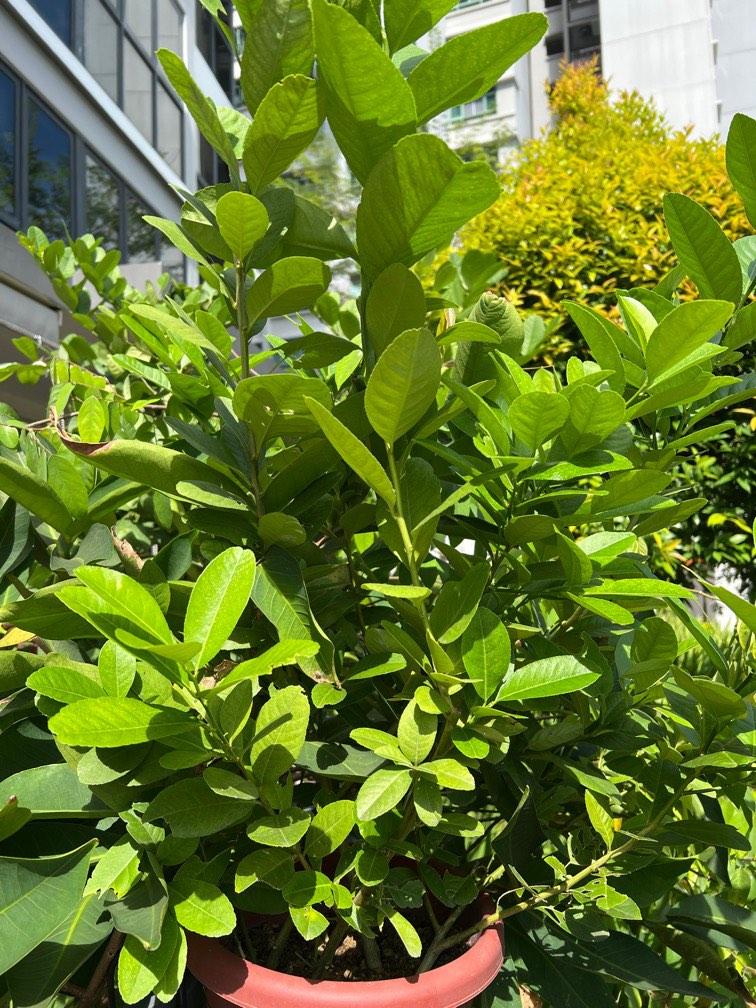 Lemon tree sapling for sale $5, Furniture & Home Living, Gardening ...