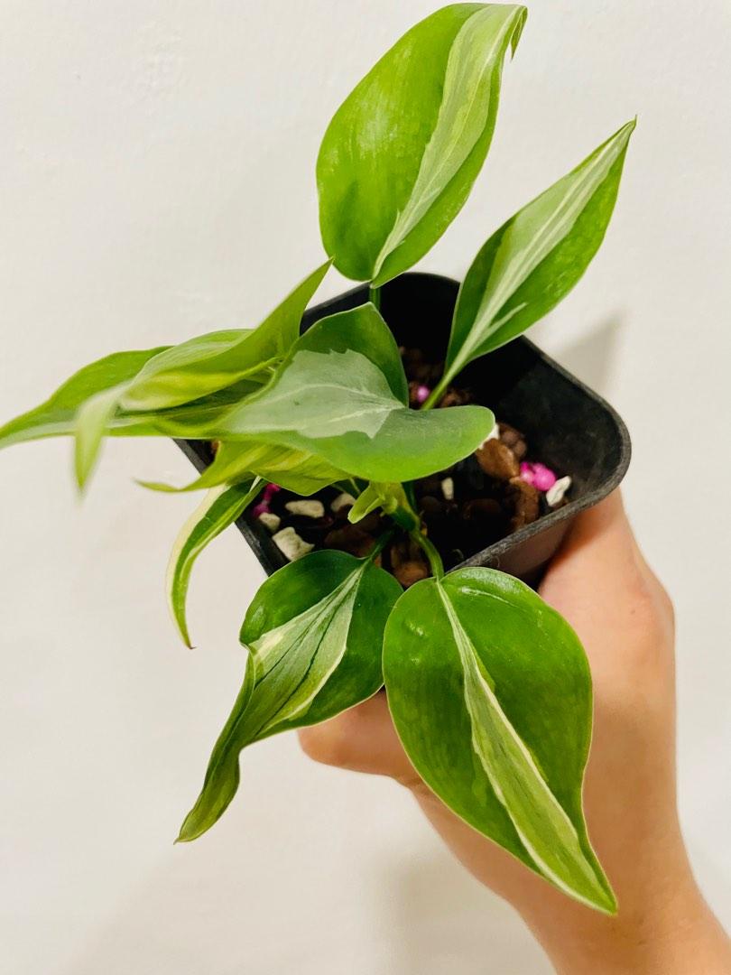 Philodendron Rio, Furniture & Home Living, Gardening, Plants & Seeds on ...