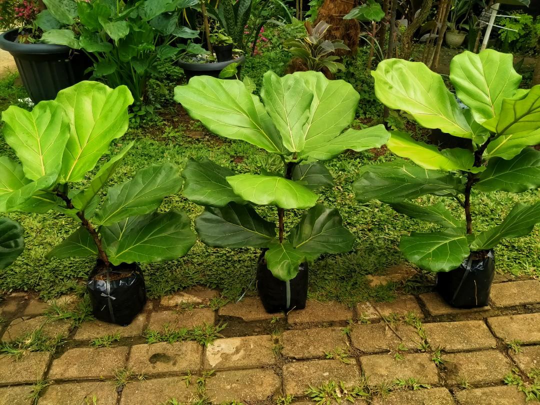 Tanaman Ketapang Biola, Perkebunan di Carousell