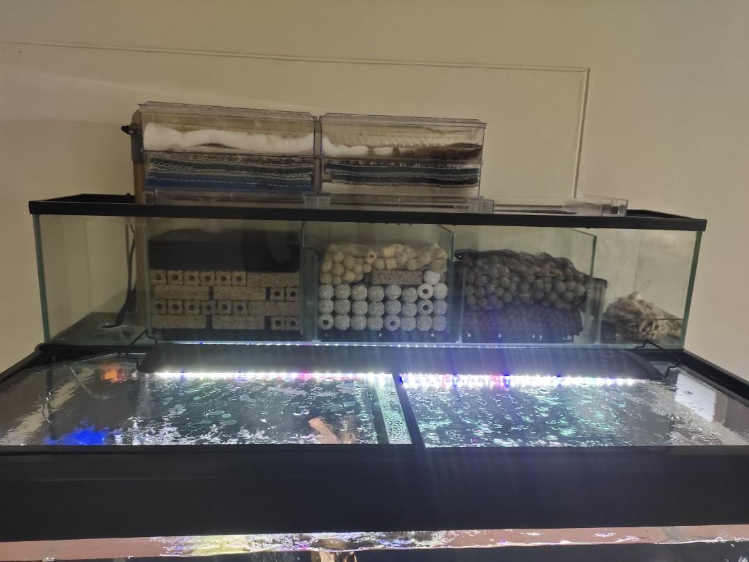 4ft Crystal Glass Tank, Pet Supplies, Homes & Other Pet Accessories on ...