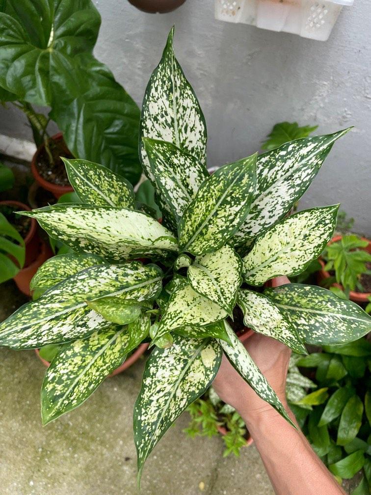 Aglaonema White Hybrid, Furniture & Home Living, Gardening, Plants ...