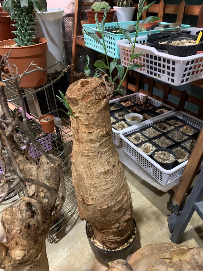 Baobab for sale, Furniture & Home Living, Gardening, Plants & Seeds on ...