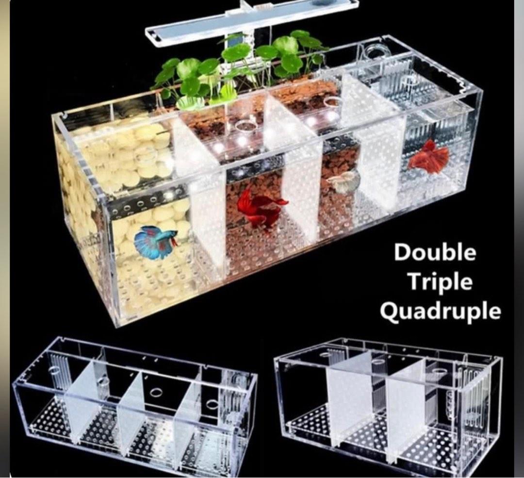 Betta fish 4 compartment tank, Pet Supplies, Homes & Other Pet ...