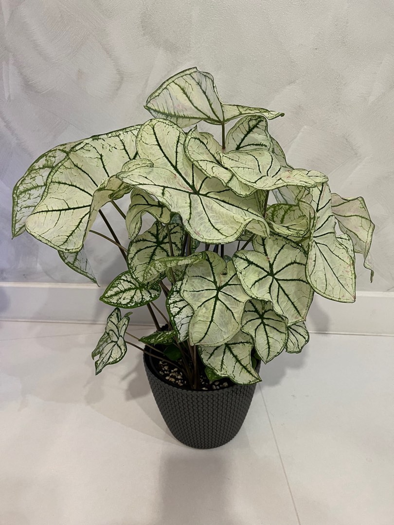 Caladium plants Allure jumbo, Furniture & Home Living, Gardening ...