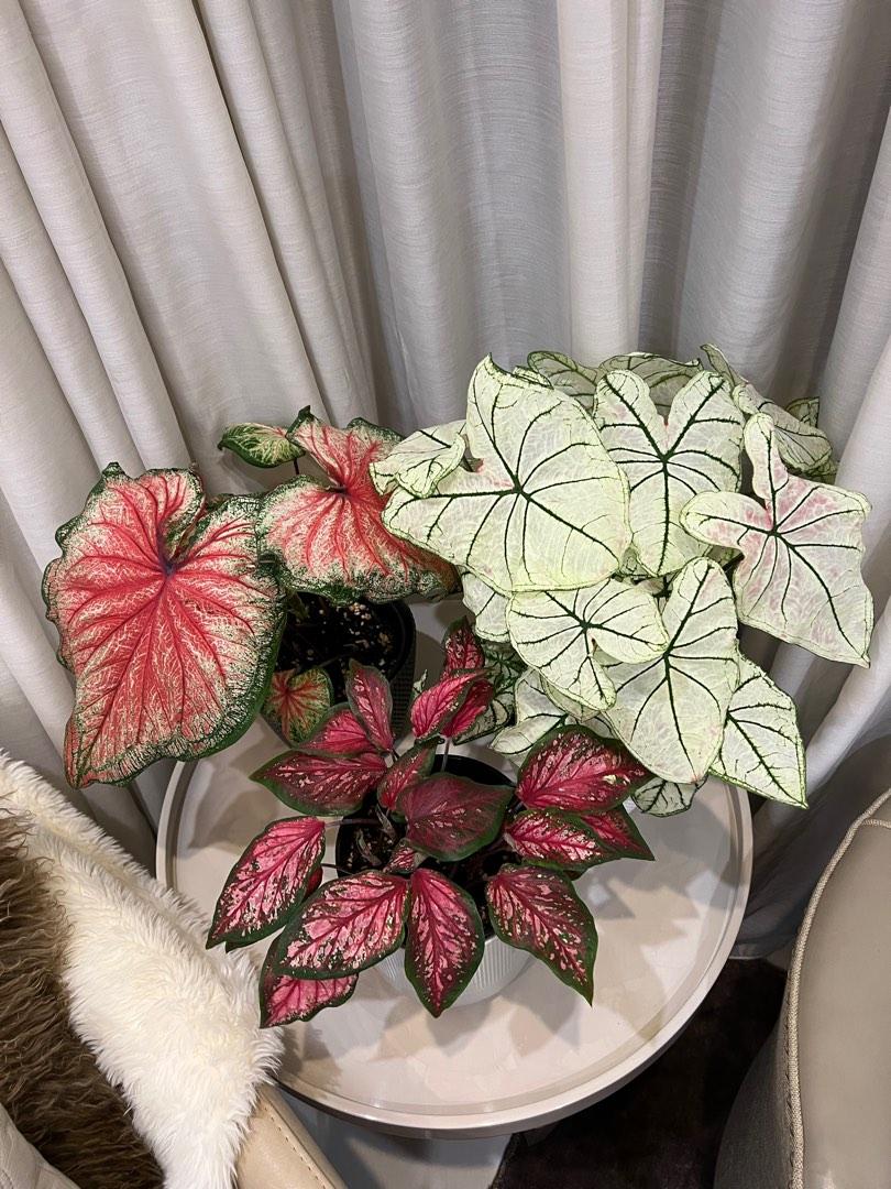 Caladium plants Allure jumbo, Furniture & Home Living, Gardening ...