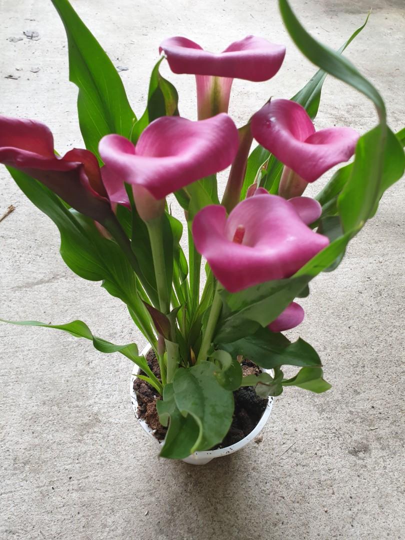 Carla Lily Flowers in Pink, Furniture & Home Living, Gardening, Plants ...