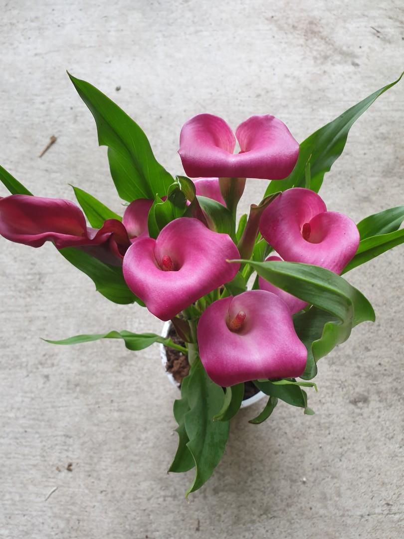 Carla Lily Flowers in Pink, Furniture & Home Living, Gardening, Plants ...