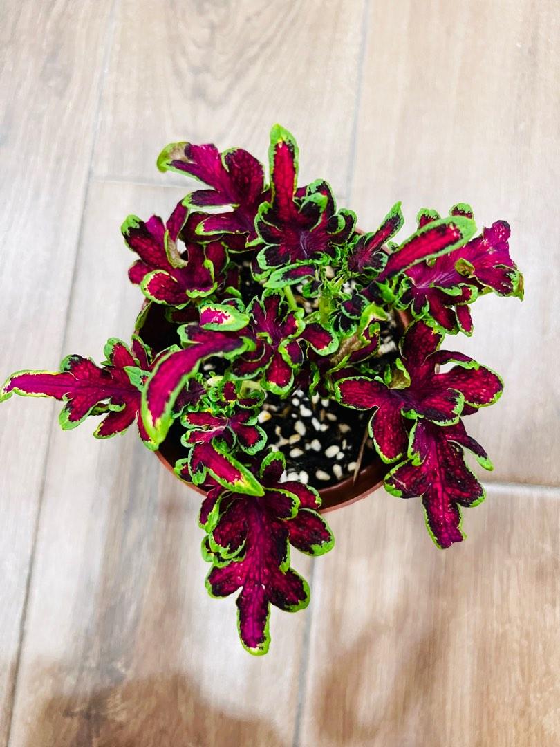 Coleus Colocha Rose, Furniture & Home Living, Gardening, Plants & Seeds ...