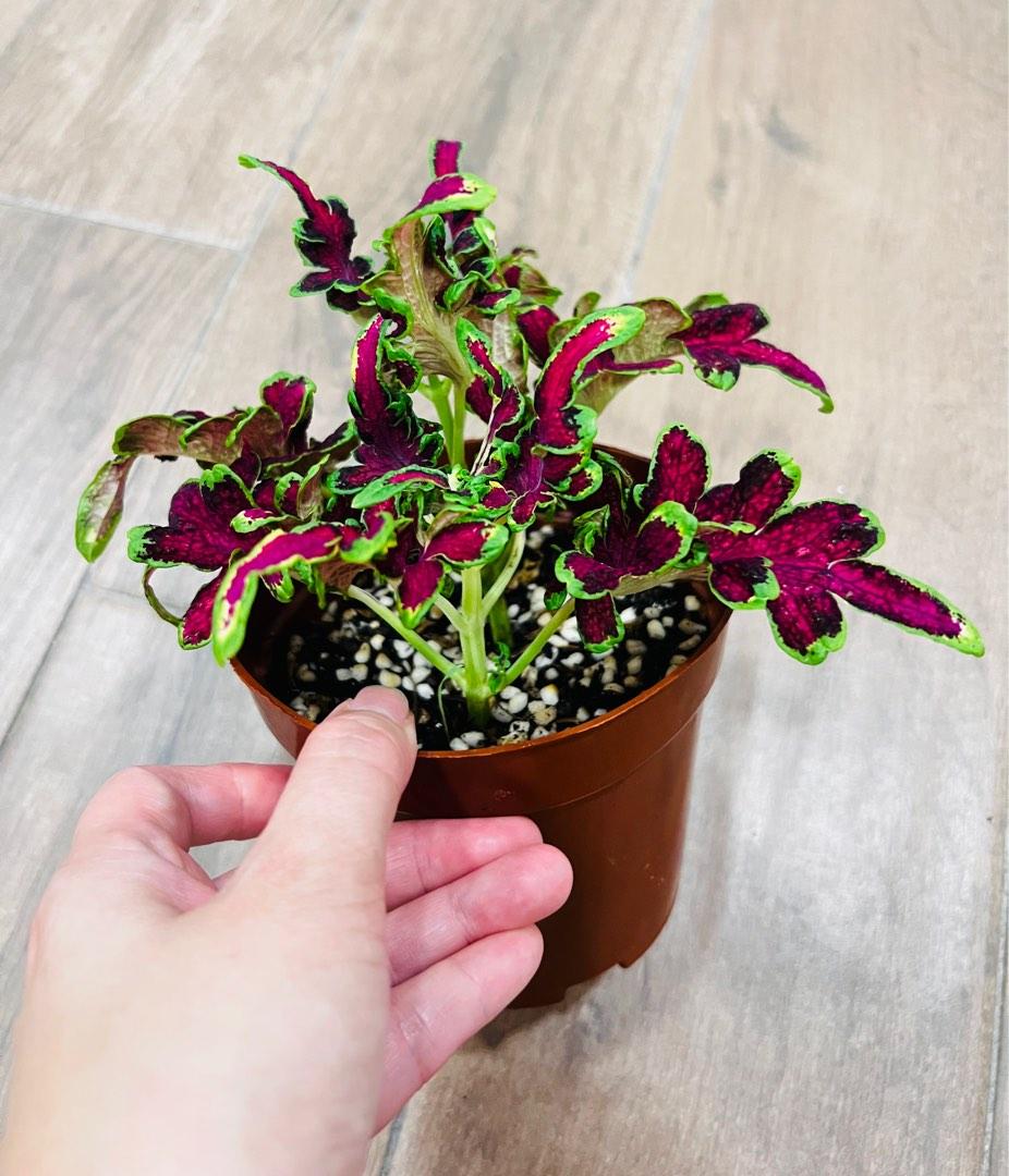 Coleus Colocha Rose, Furniture & Home Living, Gardening, Plants & Seeds ...