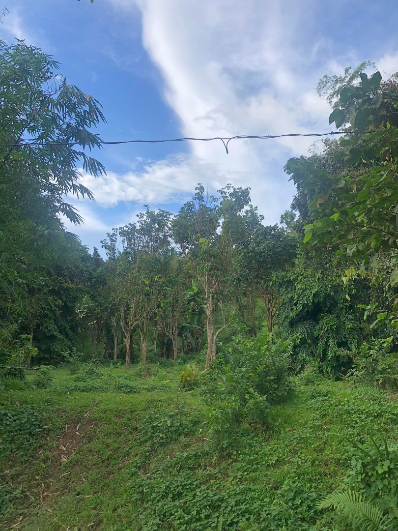 Farm lot with lanzones and coconut trees, Property, For Sale, Lot on ...